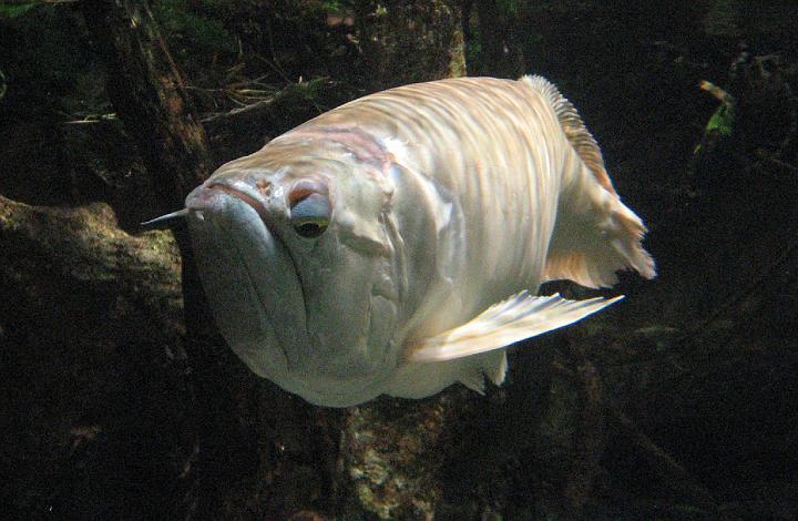 Animals I/Choleric Fish