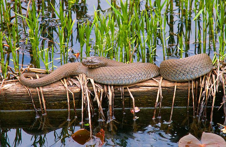 Animals I/Water Snake