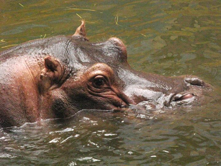 Animals II/Hippo Swimming